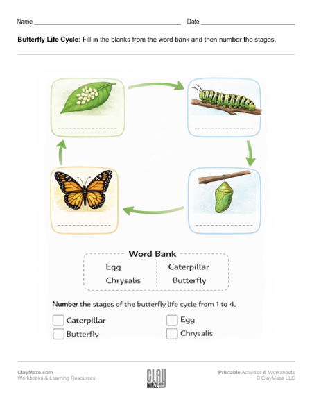 Life Cycle of a Butterfly Worksheet - Grades 1-2
