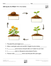 Plant Life Cycle Worksheet - Grades 1-2