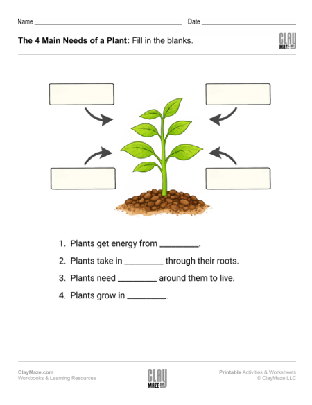 Needs of a Plant Worksheet - Grades 1-2
