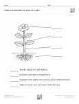 Parts of a Plant Worksheet - Grades 1-2 - Workbooks and Free Worksheets ...