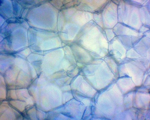 Children's Science Activity - Microscope Experiment - Workbooks and ...